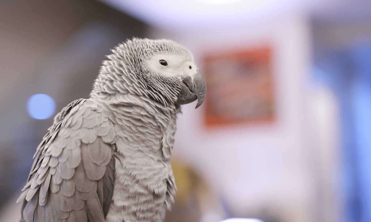 How to Take Care of African Greys the Right Way