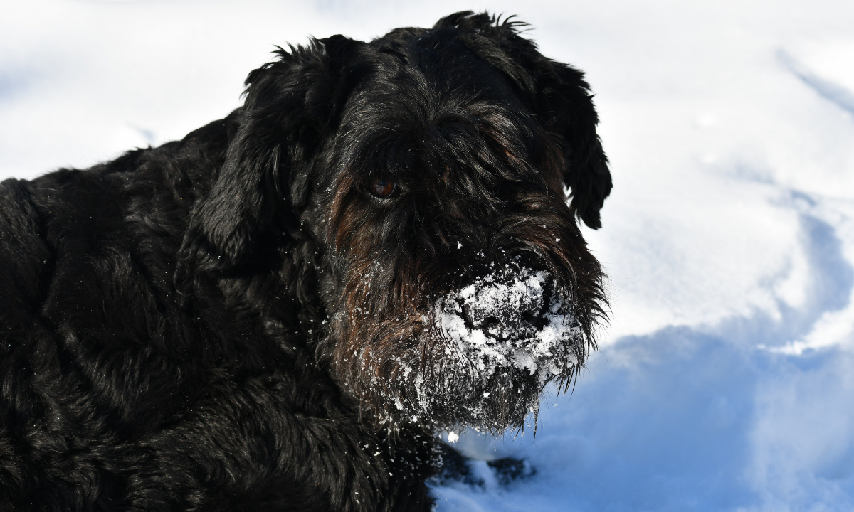 Diet of Bouvier des Flandres Dogs