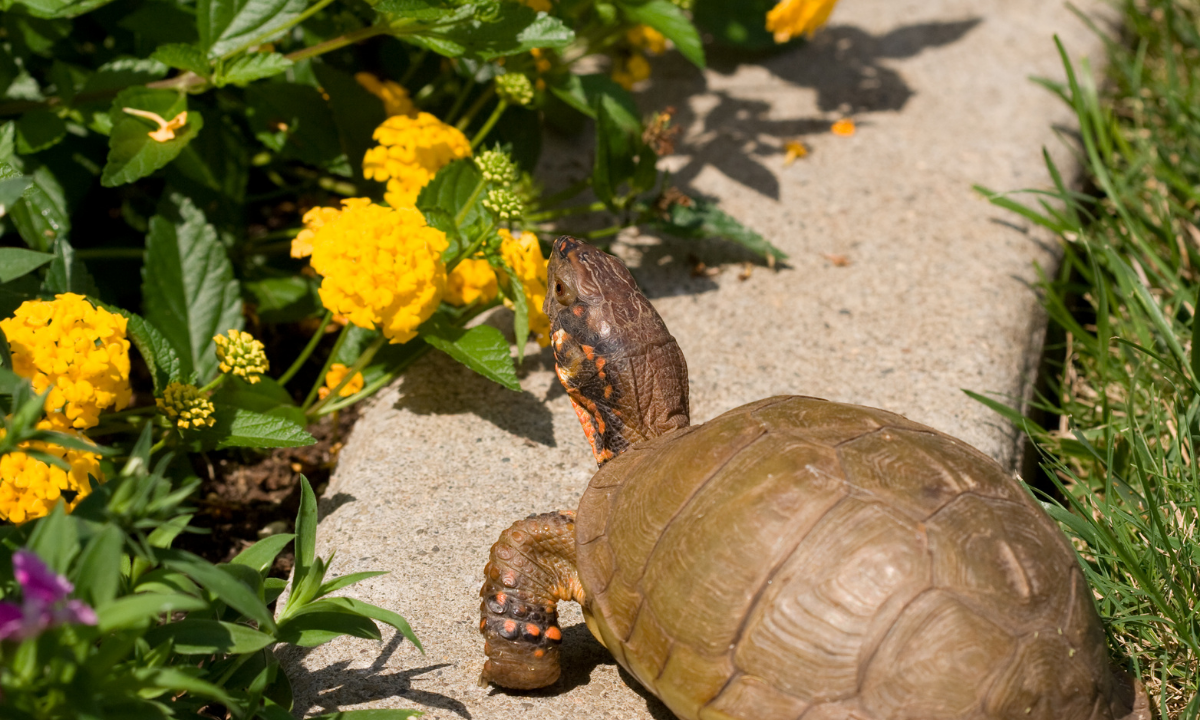 Fave Feeders for Box Turtle