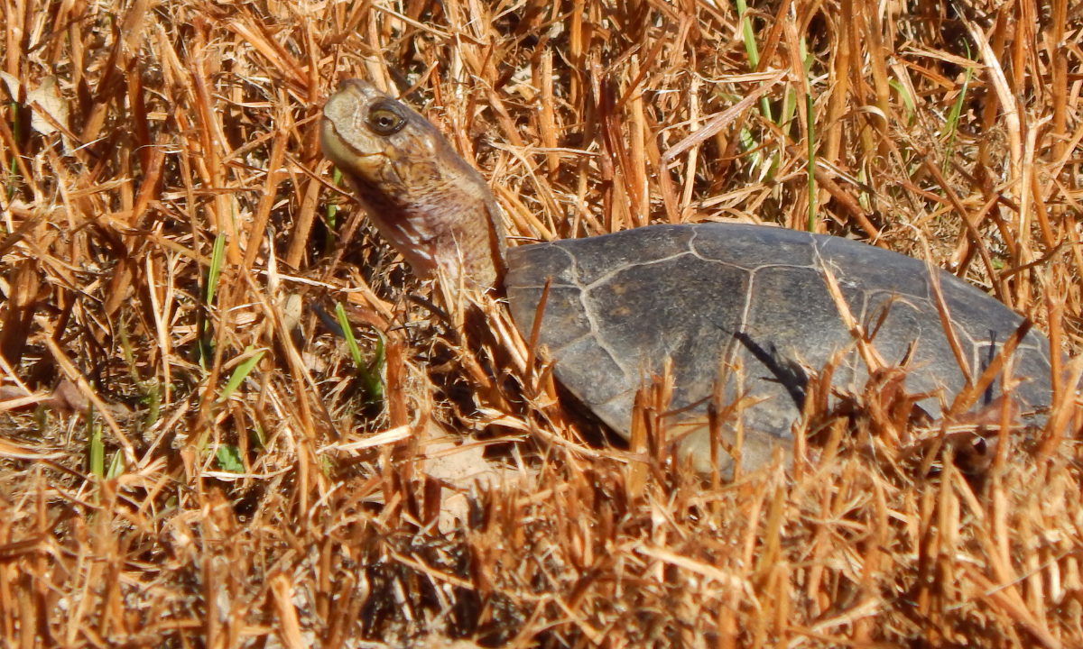 How to Unbox the Boxed Turtles