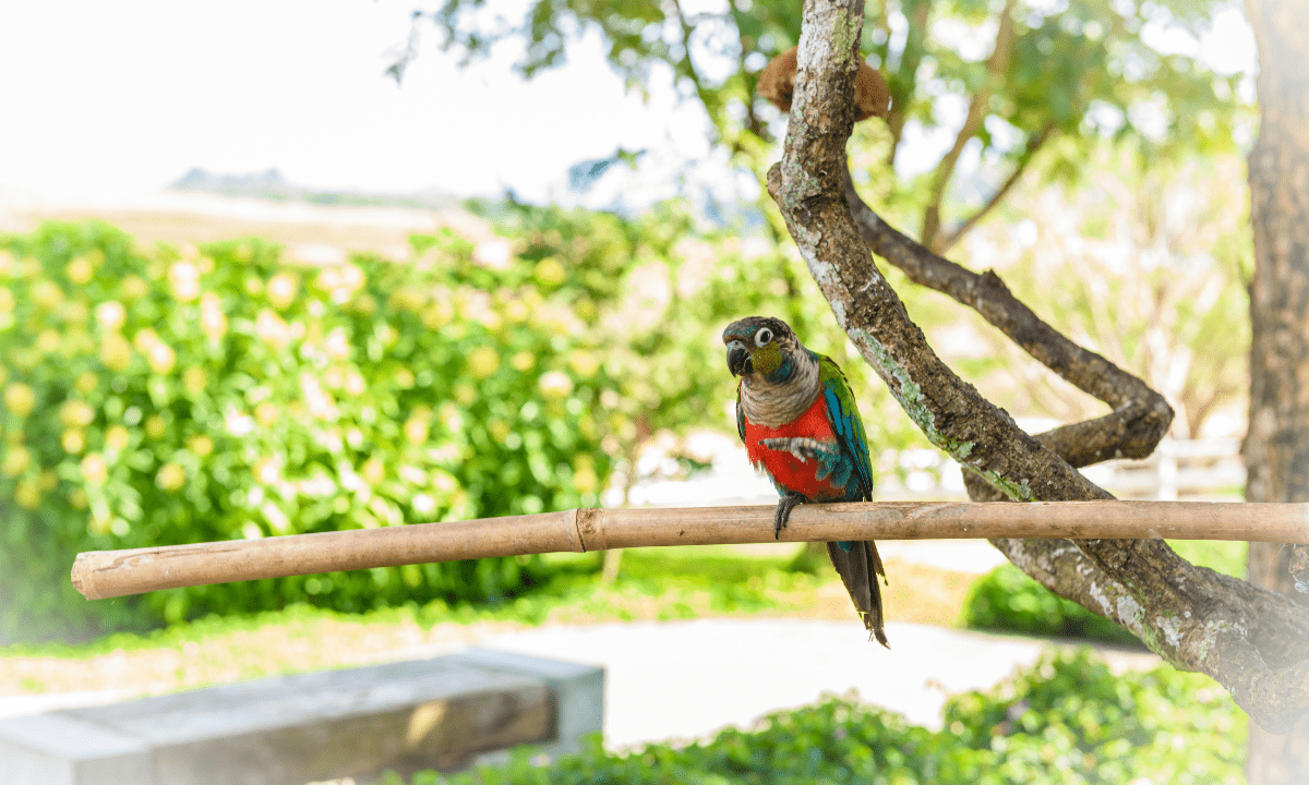 Effective Feeding Guide for Caique Parrots