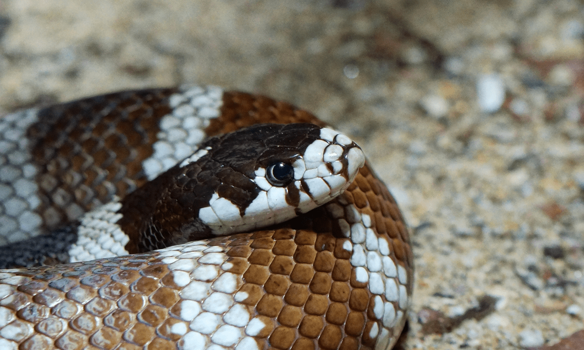 Cali Kingsnake Fun Facts