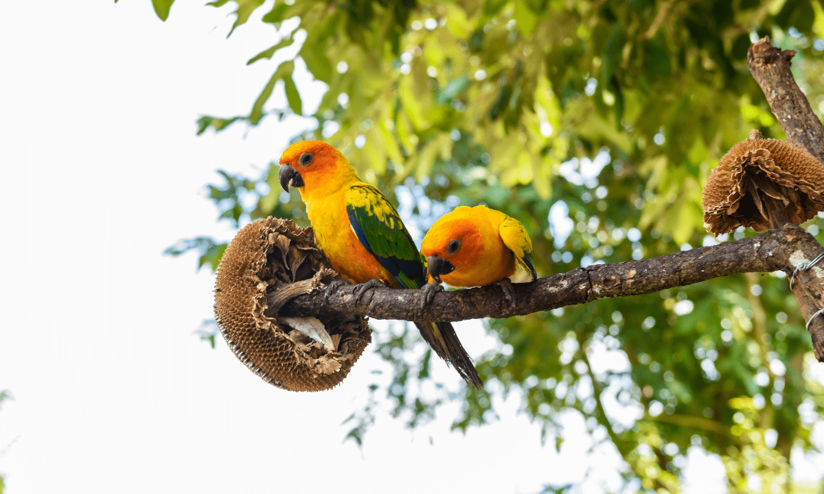 What to Expect from Caique Parrots?