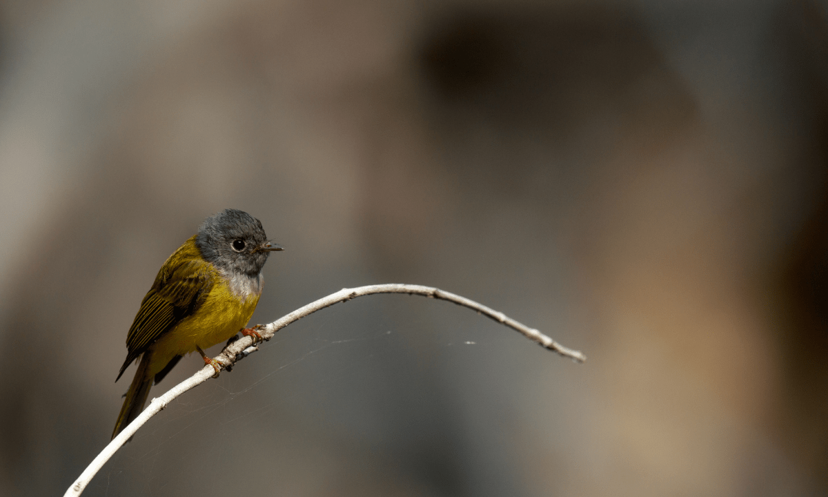 What to Expect in Canaries?