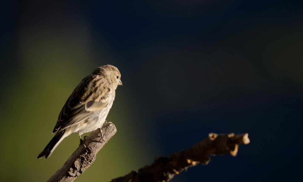 How to Find the Right Diet for Canary Birds