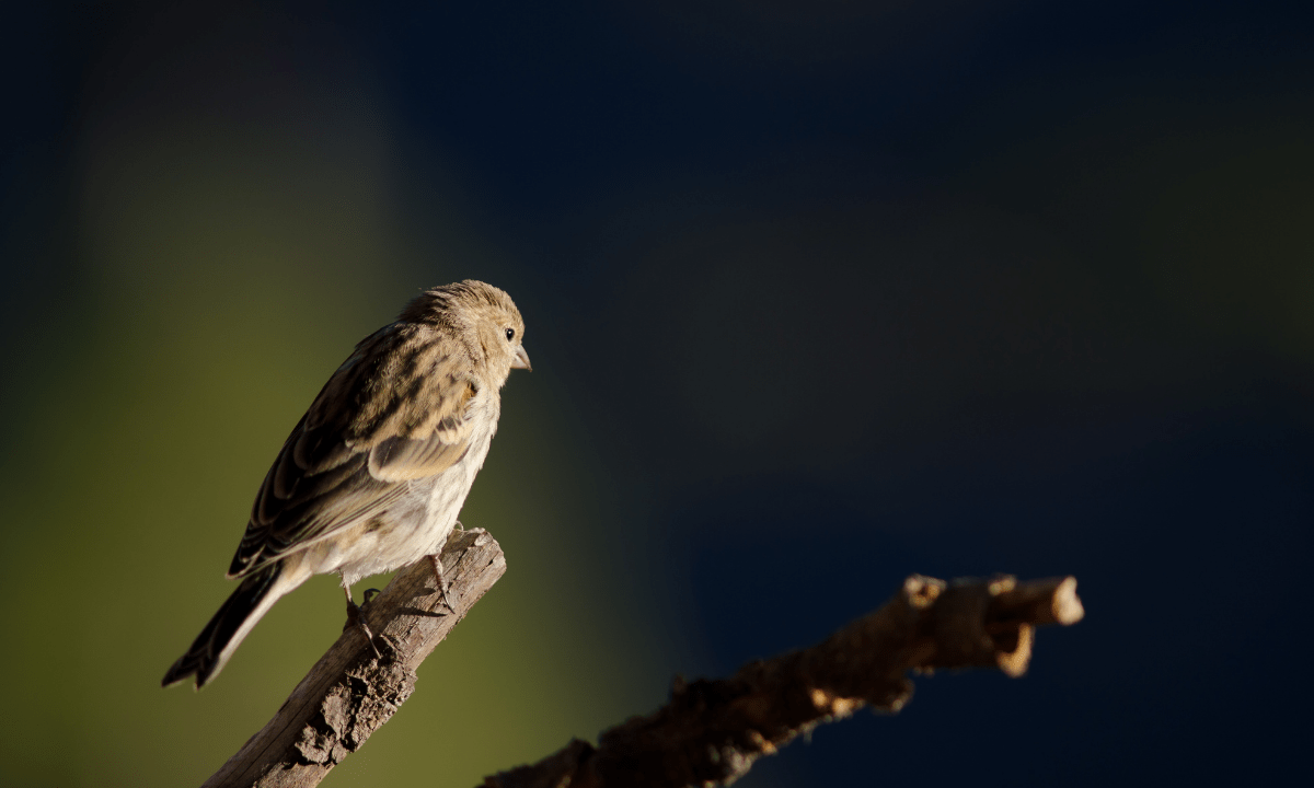 How to Find the Right Diet for Canary Birds