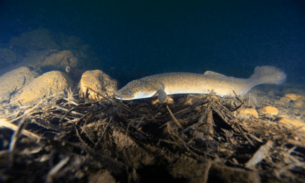Maintenance Schedule for Pet Eels