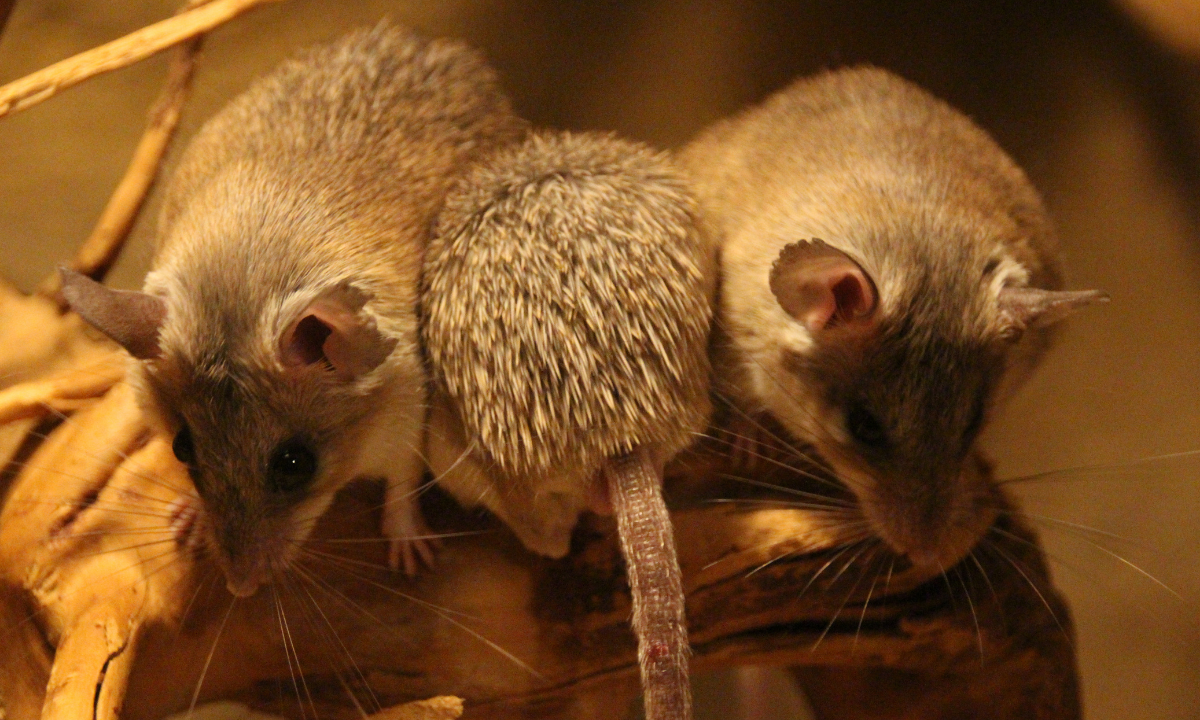 Facts About Pet Mice Every Exotic Pet Owners Will Love