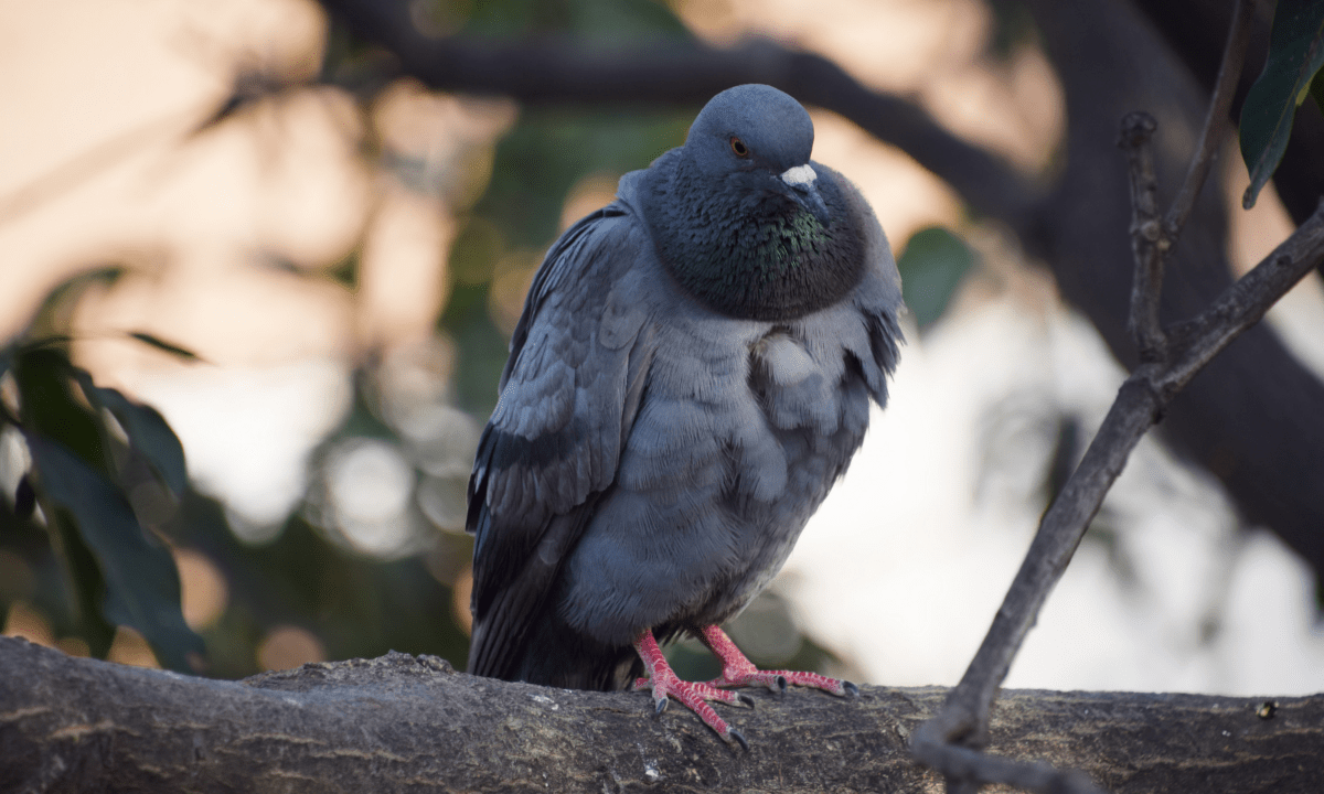 Beginner Friendly Pigeons as Pets