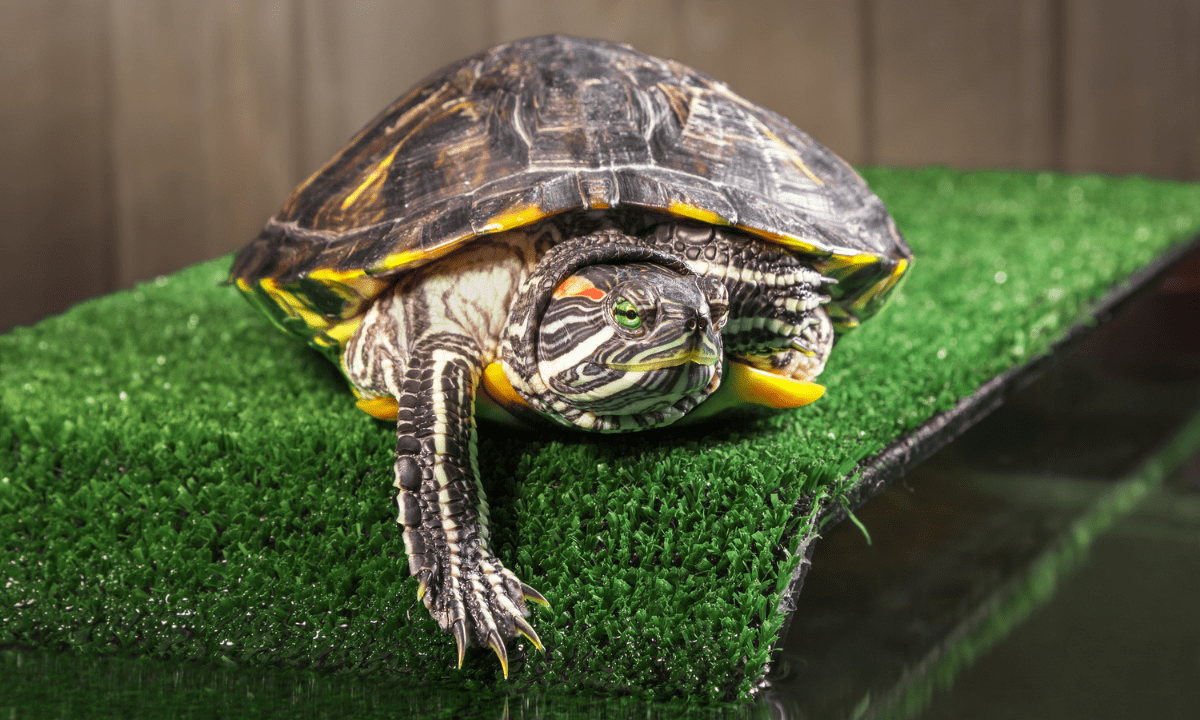 What You Don’t Know About Red – Eared Sliders