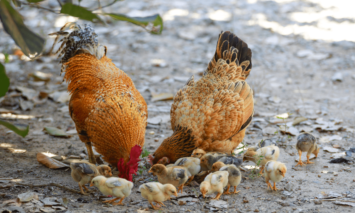 Maintaining Your Rooster’s Health and Well-being