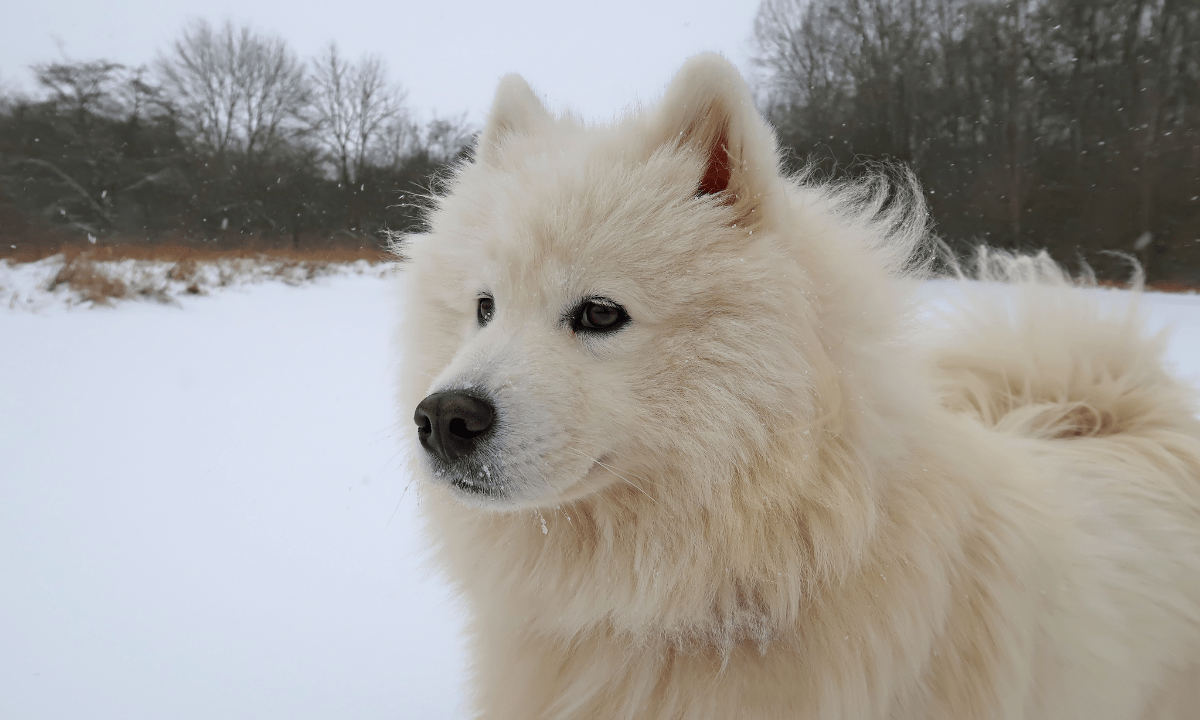 Samoyed Dog Profile: Complete Care Guide