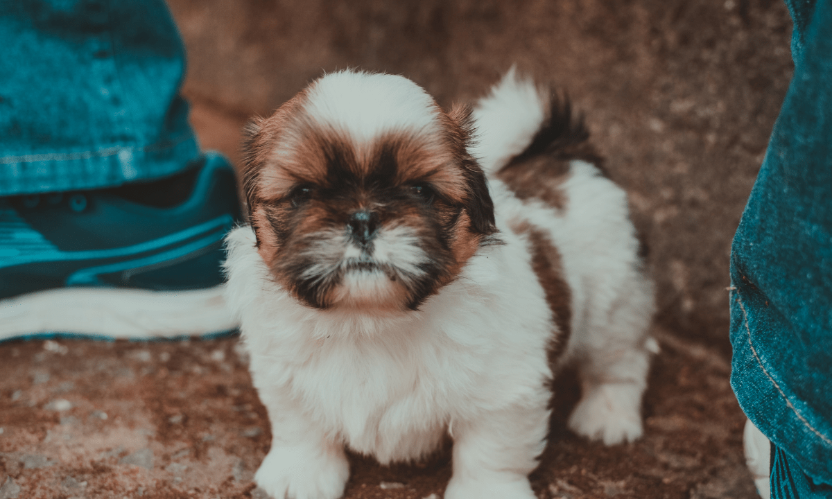 Frequently Asked Questions About Shih Tzu