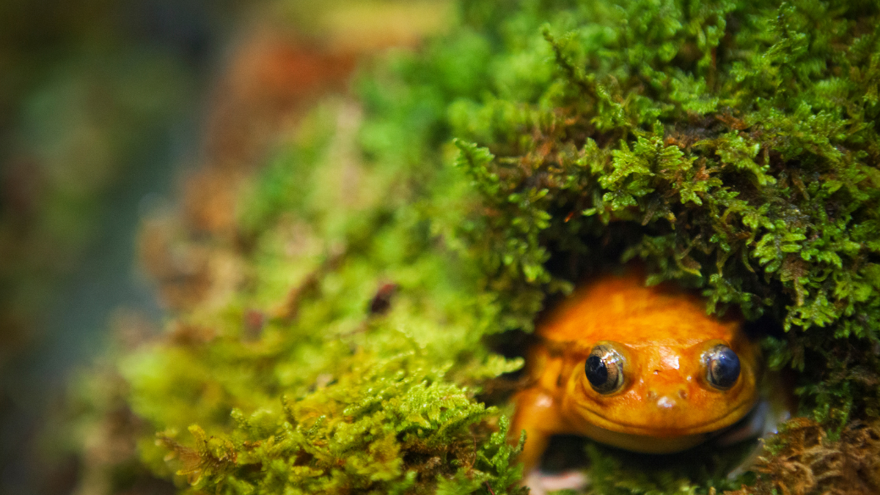 Pros and Cons of Caring for a Tomato Frog