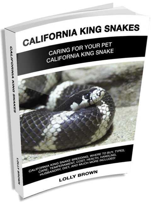 Lolly Brown | California King Snake Chapters