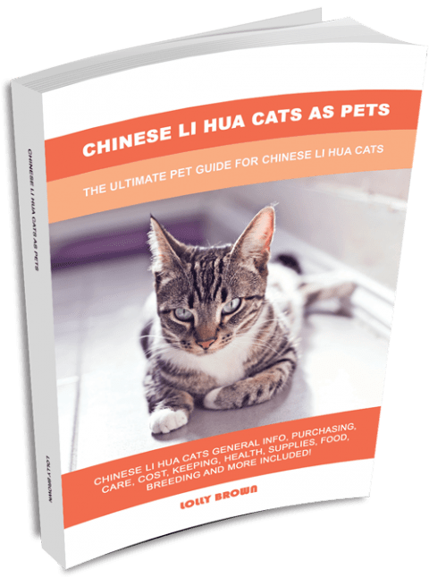 Lolly Brown | About Chinese Li Hua Cats