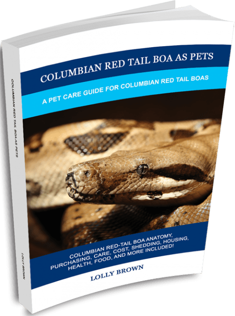 Lolly Brown | About Columbian Red Tailed Boas