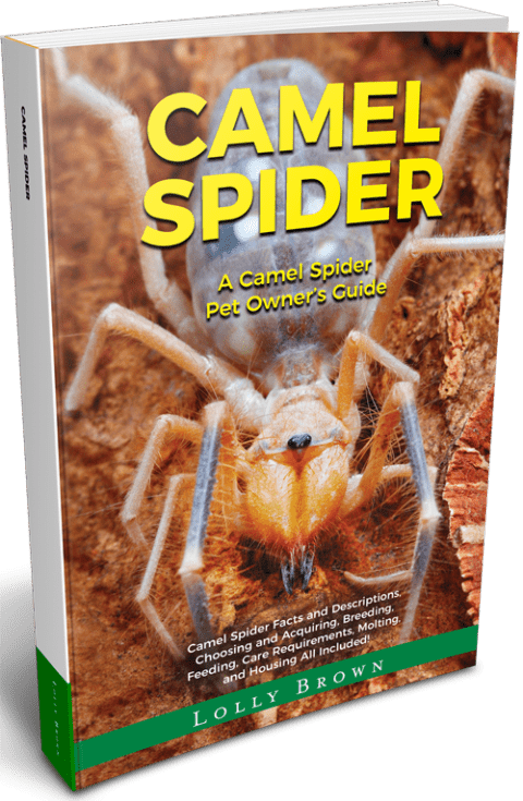Lolly Brown | About Camel Spiders