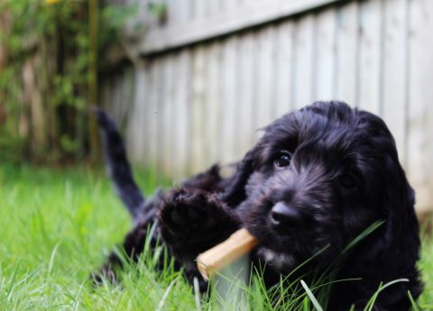 Different Cockapoo Coat Types