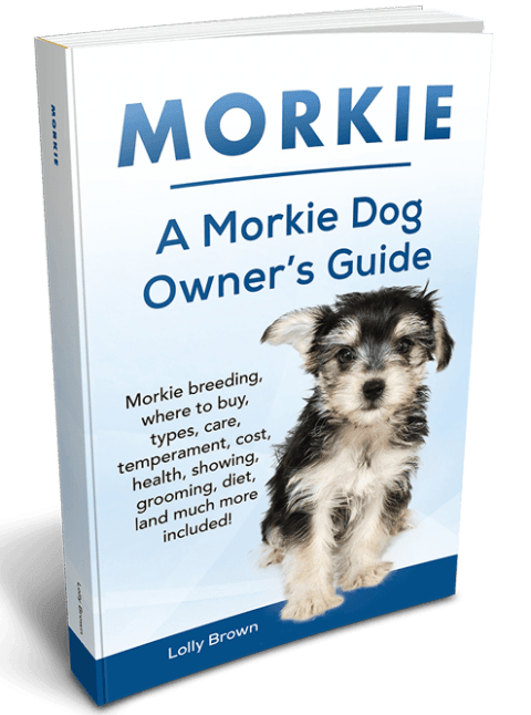 Lolly Brown | About Morkie
