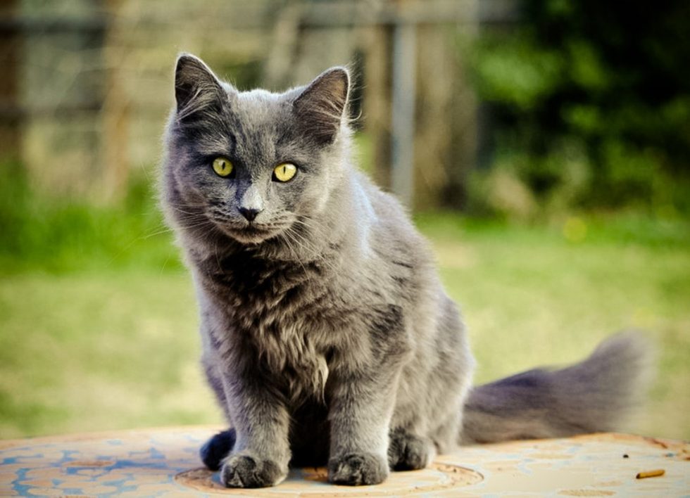 Why you should keep your Chartreux cat indoors