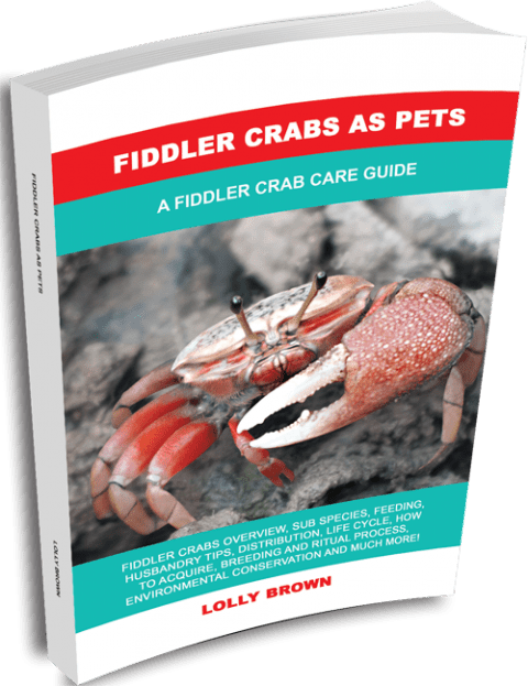 Lolly Brown | About Fiddler Crabs
