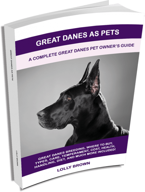 Lolly Brown | About Great Danes