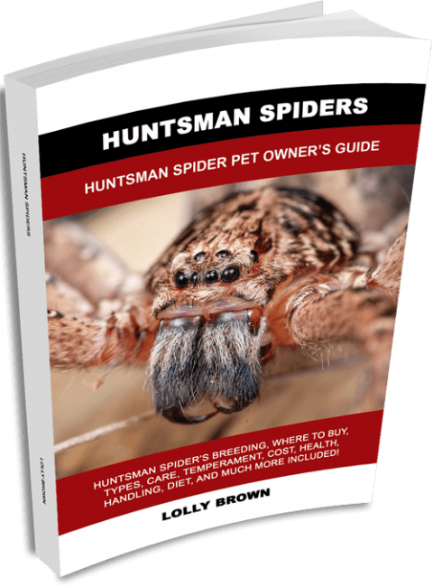 Lolly Brown | About Huntsman Spiders