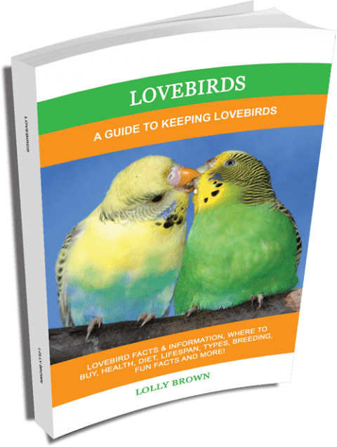 Lolly Brown | Table of Contents