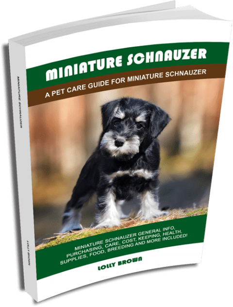 Lolly Brown | About Mini Schnauzer