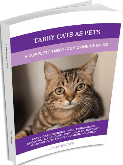 Lolly Brown | About Tabby Cats
