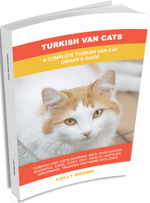 Lolly Brown | About Turkish Van Cats