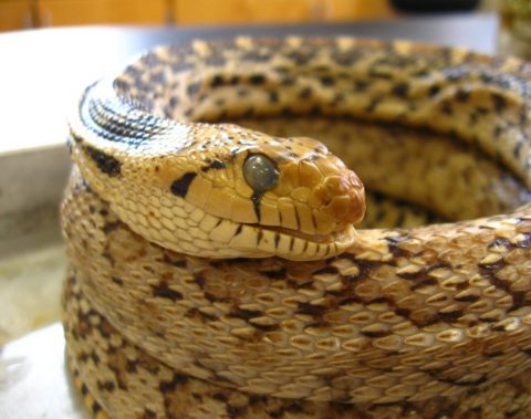 Guidelines on How to Clean Your Gopher Snake’s Enclosure