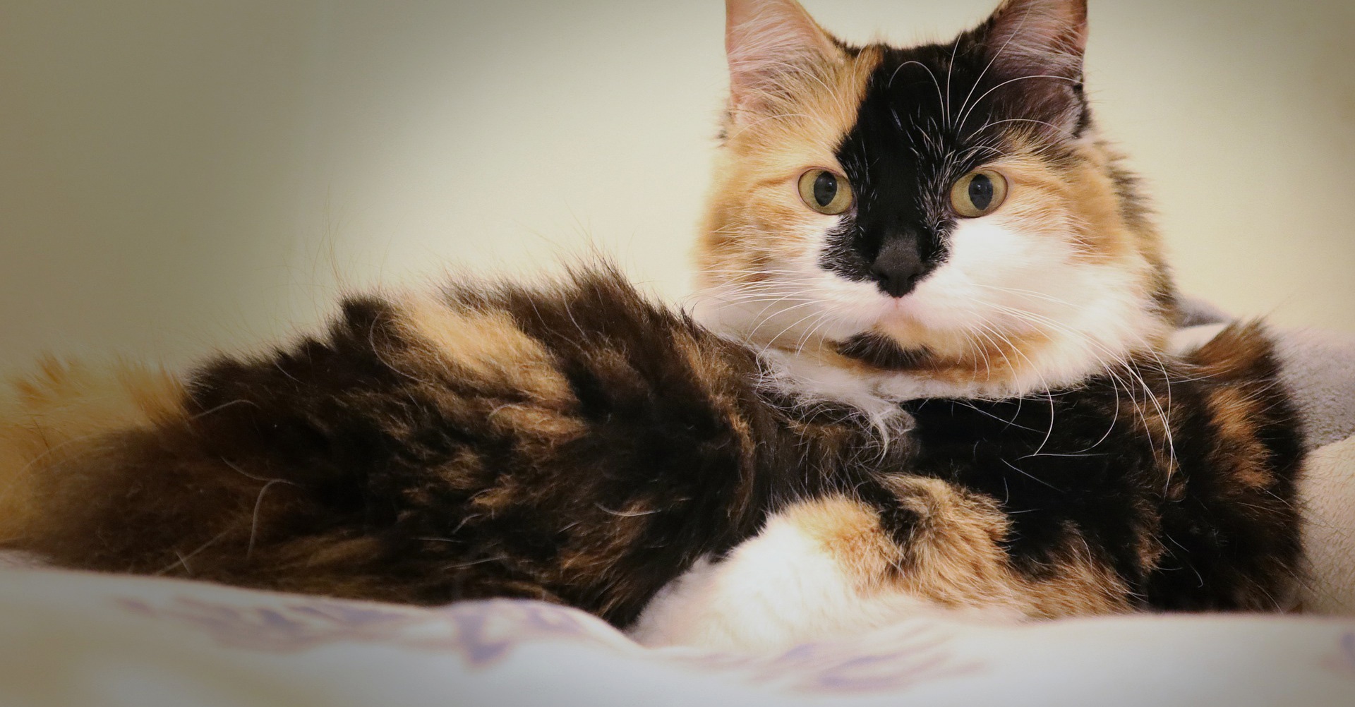 Selecting a Healthy Manx