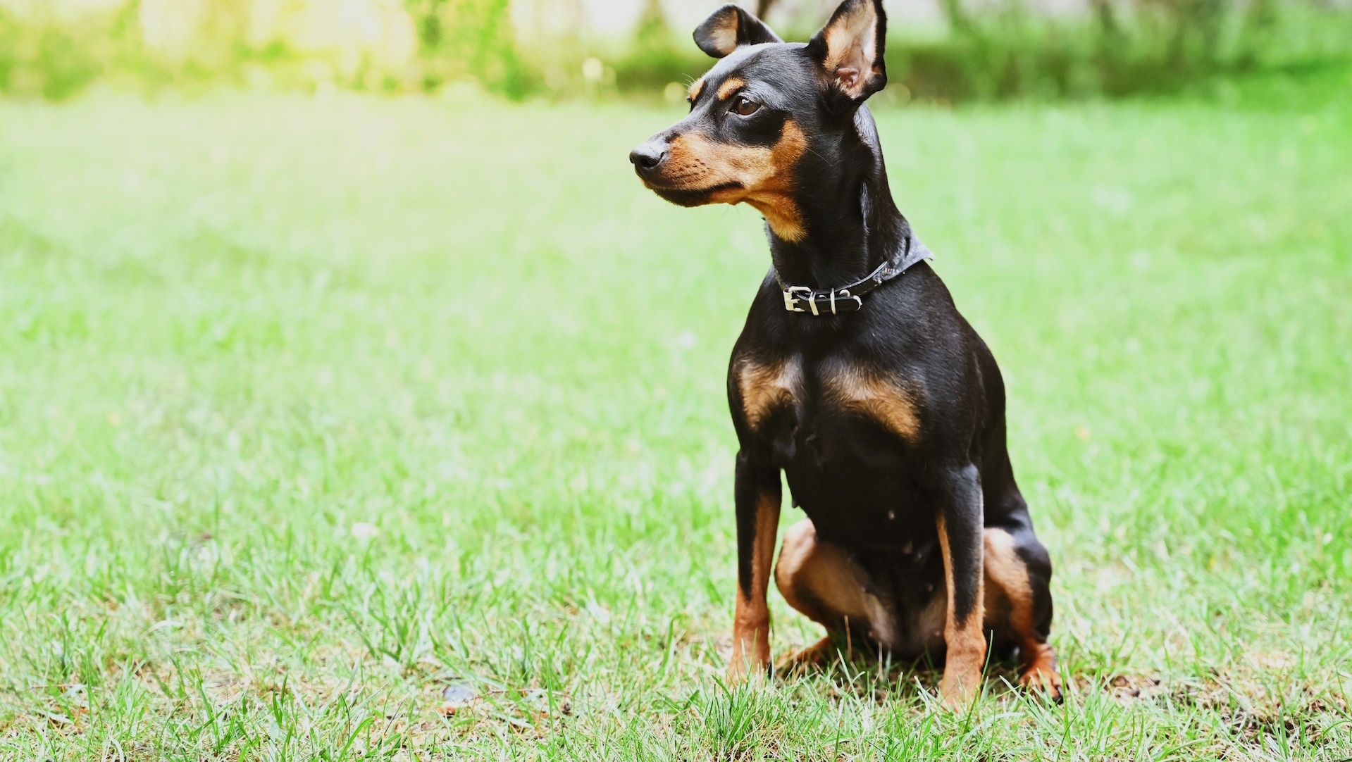 Guidelines before Presenting Your Miniature Pinscher