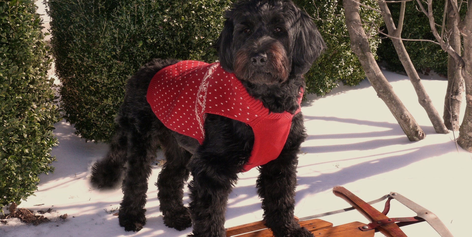 What to Expect from a Portie Pup