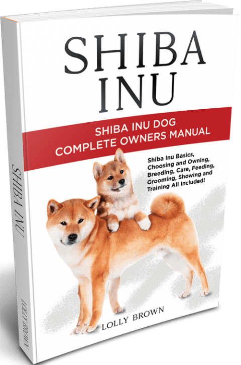 Lolly Brown | About Shiba Inu